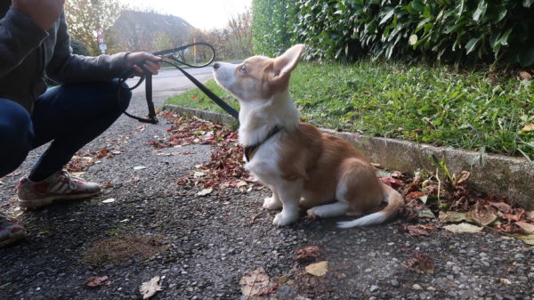 Apprendre le Assis à son chiot : La méthode simple et efficace