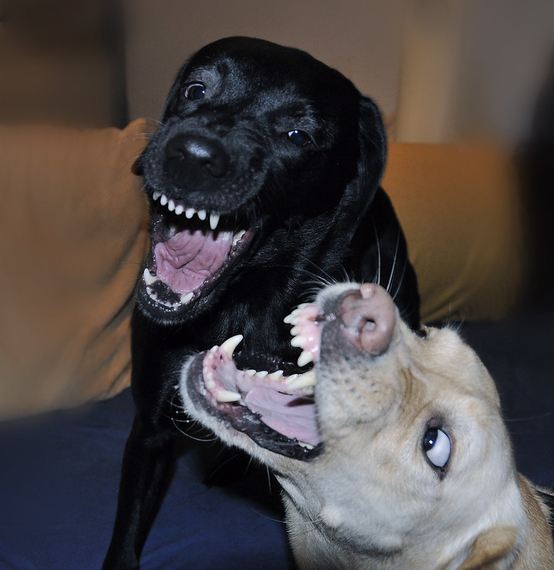 Chiot agressif ? Comprenez pourquoi et comment changer ça