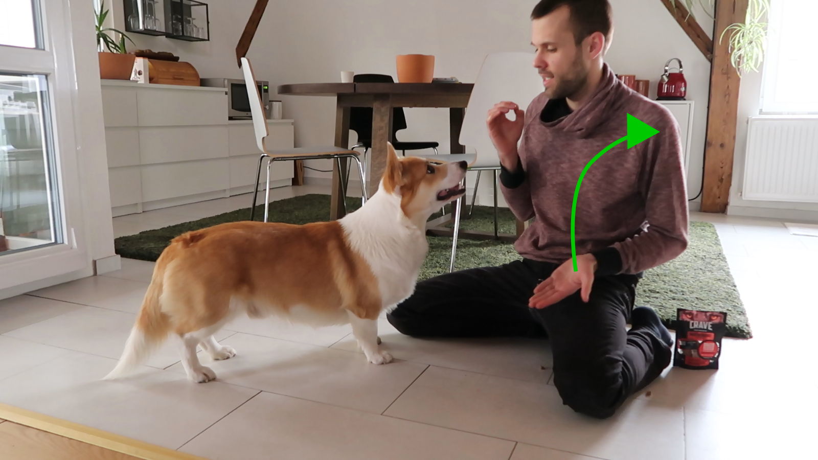 Apprendre le Assis à son chiot : La méthode simple et efficace