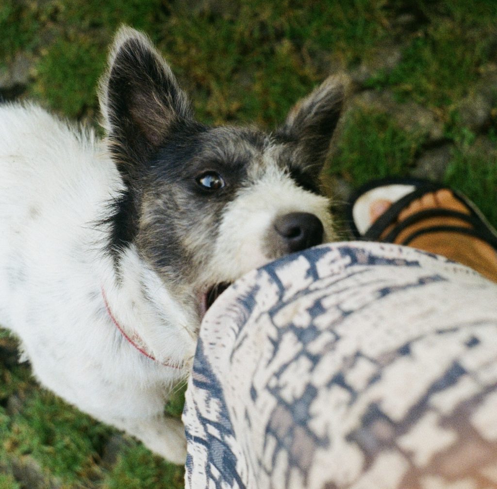 Mon chiot mordille mon pantalon : Comment le faire arrêter